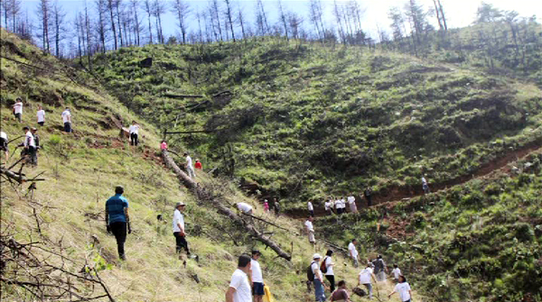 DHI initiative to rehabilitate forests destroyed by fire - BBSCL