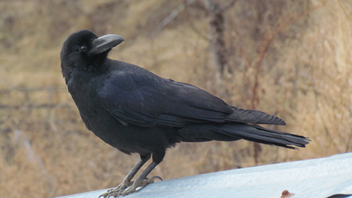 Large-billed crow population decreases as they fall prey to house crows ...