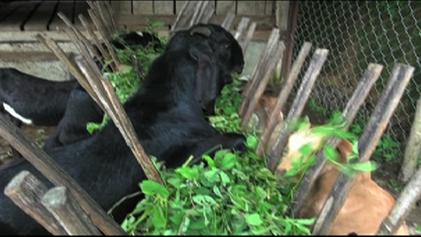 Future of goat farming looks bright for Barshong Gewog - BBSCL