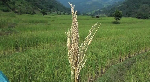 Brown spot disease affects paddy in Monggar’s Saling Gewog - BBSCL