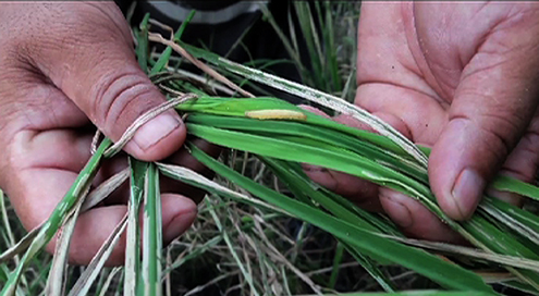 Rice leaffolder caterpillars affect paddy field in Phuentshogthang - BBSCL