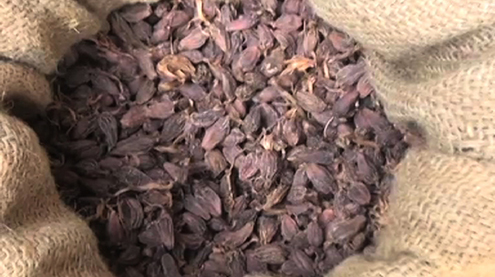 Cardamom export set to resume - BBSCL