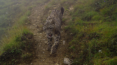 Engaging local community in conserving snow leopards - BBSCL