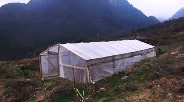Greenhouse initiative in Gasa paying off - BBSCL