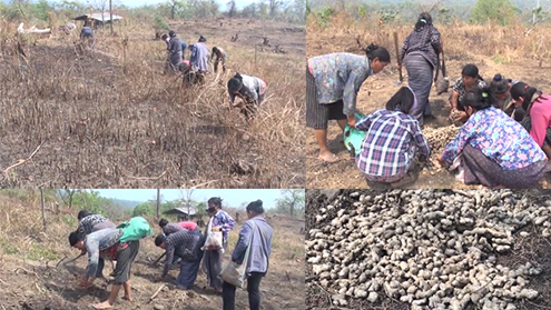Farmers in Pema Gatshel take up large-scale ginger cultivation - BBSCL