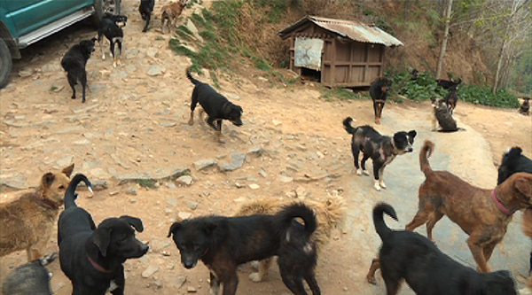 Stray dogs in Thimphu going hungry with schools and hotels closed amid ...