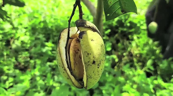 Mysterious cracking disease in mangoes leaves farmers worried, Samrang ...