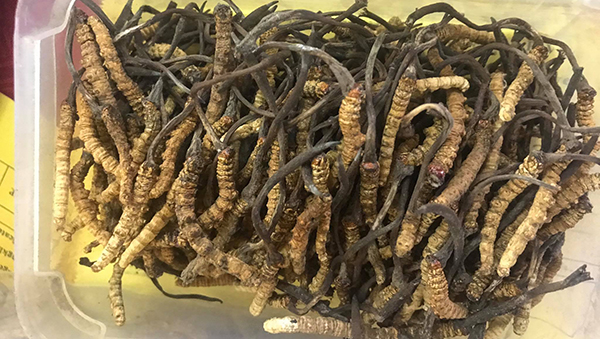 With only three buyers, Tsento Gewog cancels Cordyceps auction - BBSCL