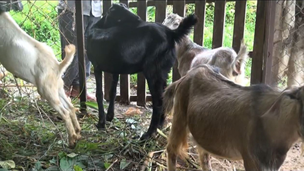 Crossbreed goat farming in Tsirang successful - BBSCL