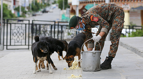 RBA starts a nationwide stray-dog feeding programme - BBSCL