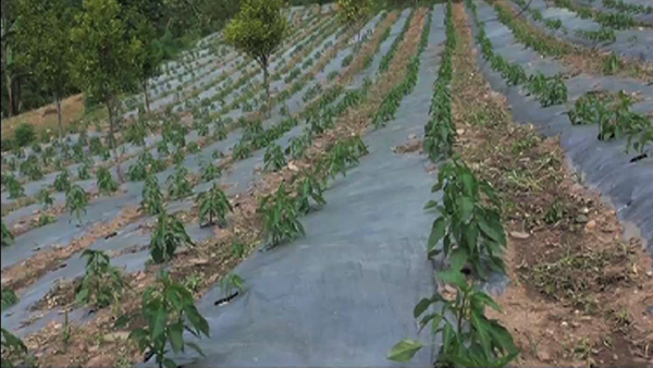 Use of mulching plastic may finally pick up among farmers in Semjong ...