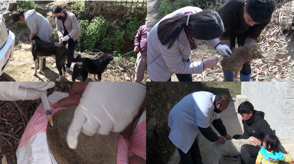 Mass vaccination against rabies brings relief to residents, Kanglung ...
