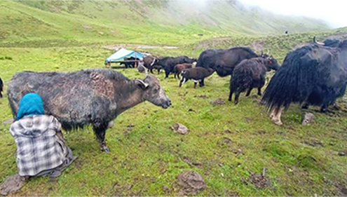 Highlanders sacrifice yaks for slaughter after the pandemic hit their ...