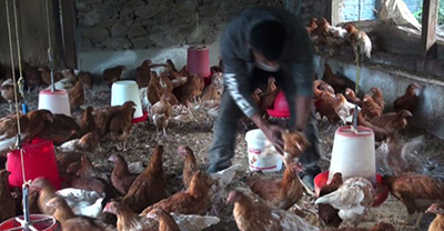 Karma Feeds decides to compensate affected poultry farmers - BBSCL