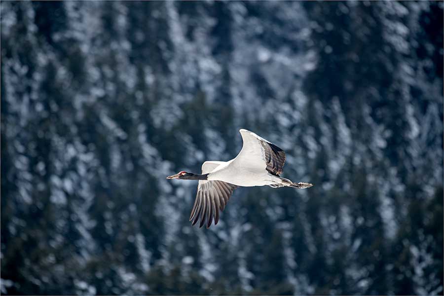 Collaborative efforts to conserve black-necked crane - BBSCL