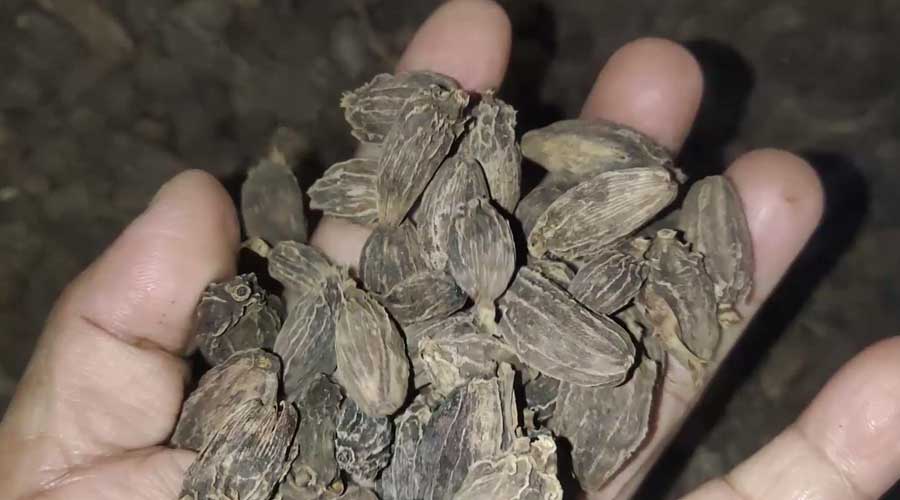 Low price disappoints cardamom growers in Zhemgang - BBSCL