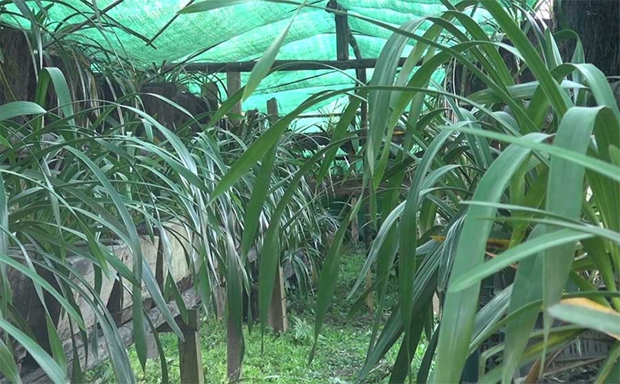 Gesarling Women's Orchid Farm struggle to stay afloat - BBSCL
