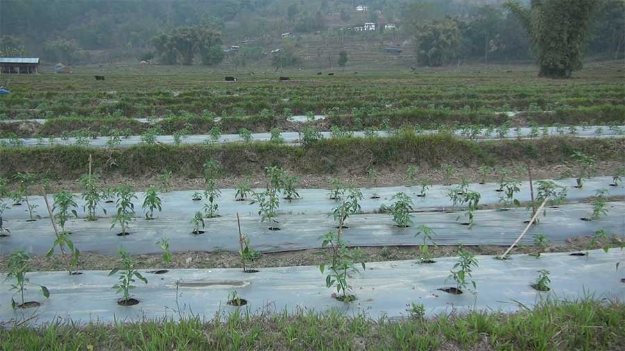 Over 70 tonnes of Tsirang's green chillies to hit the market in mid ...