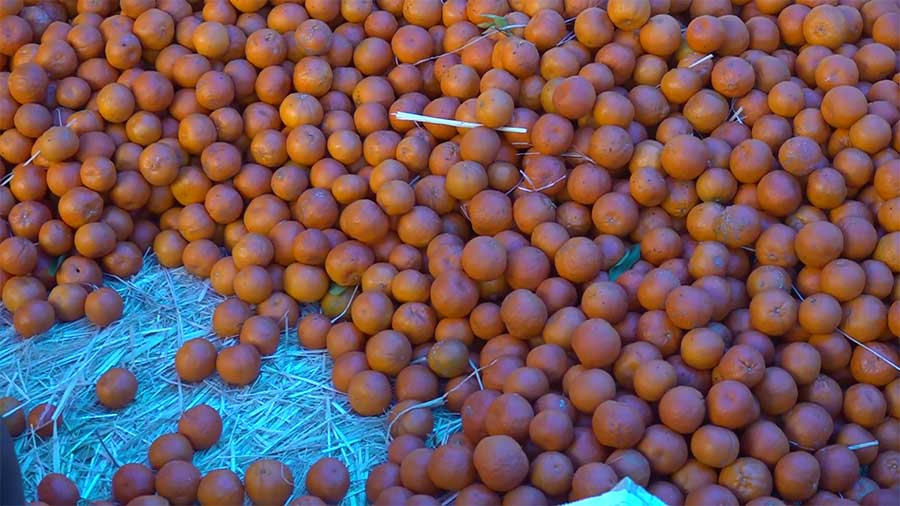Orange growers of six eastern districts fetch good price - BBSCL