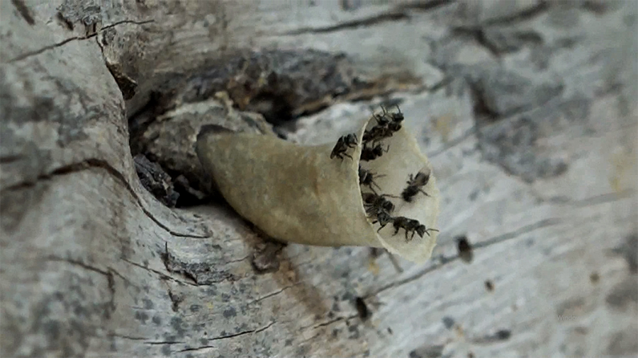 Sarpang villagers switch to high-value stingless bee honey - BBSCL