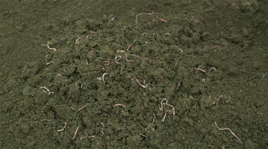 Vermicompost helps add soil nutrition: NSSC - BBSCL