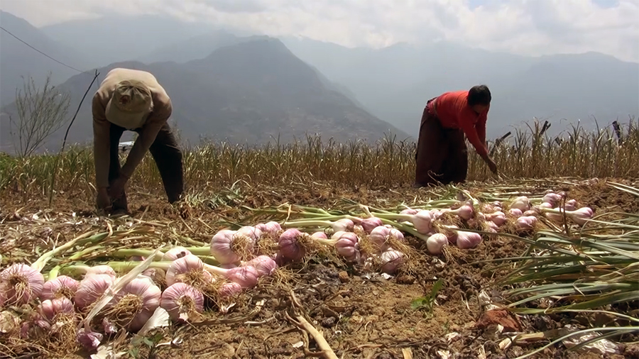 Garlic farmers in Bidung in need of drying facility - Trashigang - BBSCL