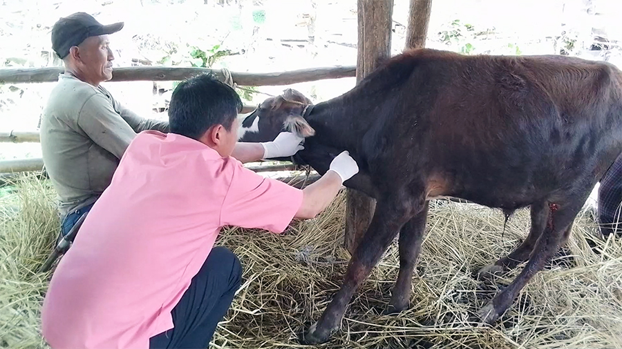 Lumpy skin disease outbreak confirmed in Guma and Toedwang Gewogs ...