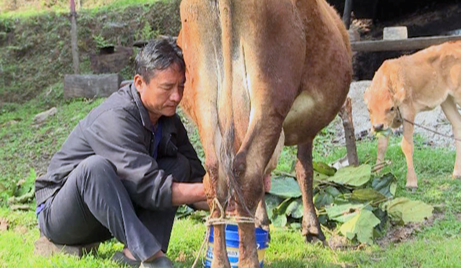 Koufuku Milk Processing Unit: Empowering milk cooperatives in Bhutan - BBSCL