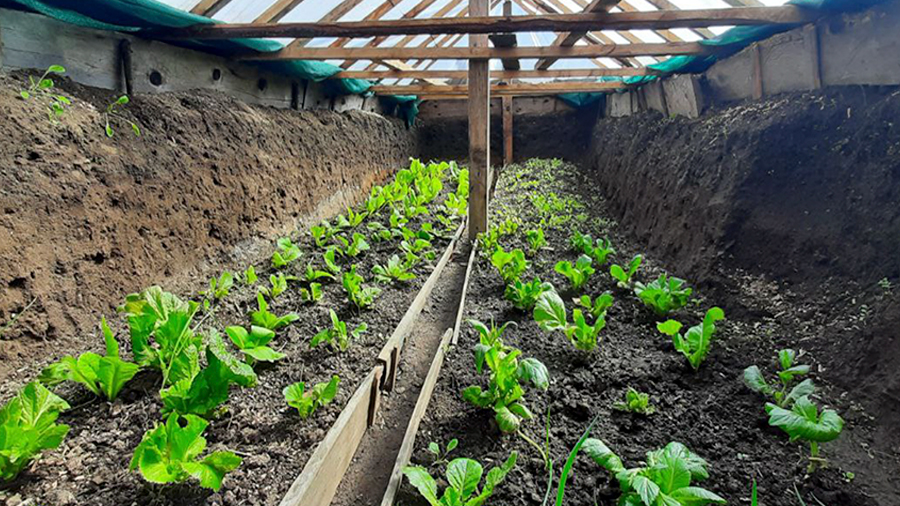 Sunken bed technology enables Laya farmers to cultivate vegetables ...