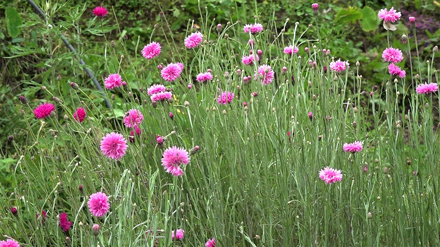New drying facility boosts flower processing in Dragchhukha – Punakha ...