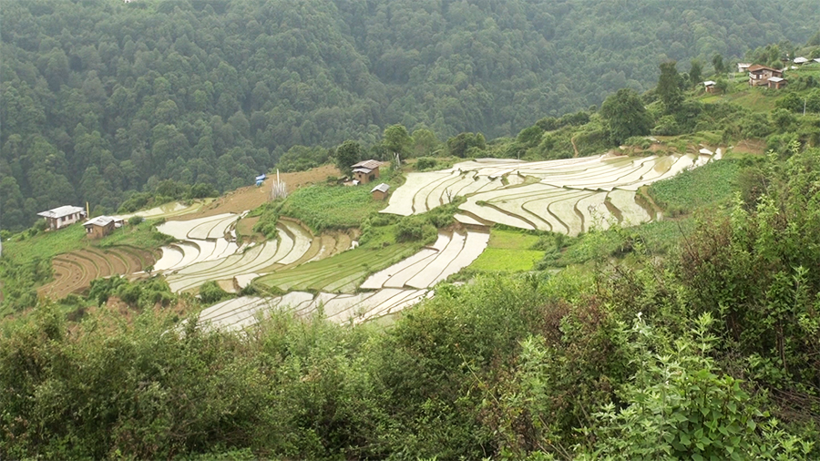 Farmers reaping benefits from Desuung water project in Trashi Yangtse ...