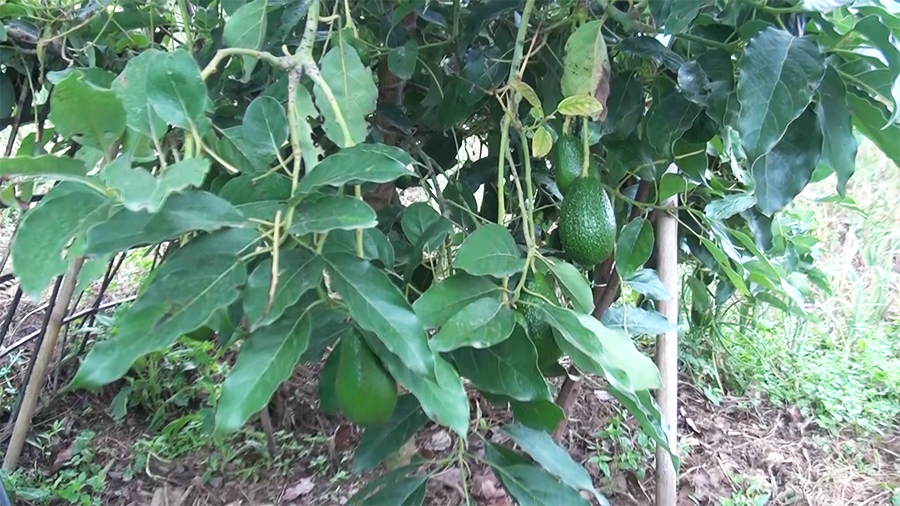 Avocado farming, a success story in Pema Gatshel - BBSCL