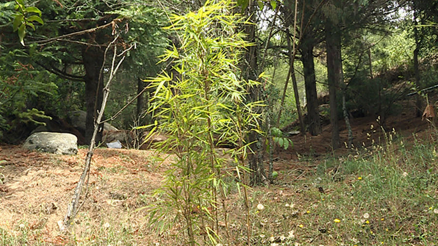 Local bamboo, Dew Yangkha, identified as new to science - BBSCL