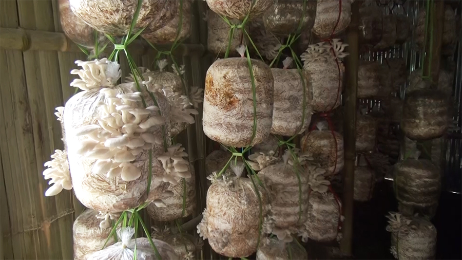 Successful trial prompts oyster mushroom farm expansion in Pema Gatshel ...