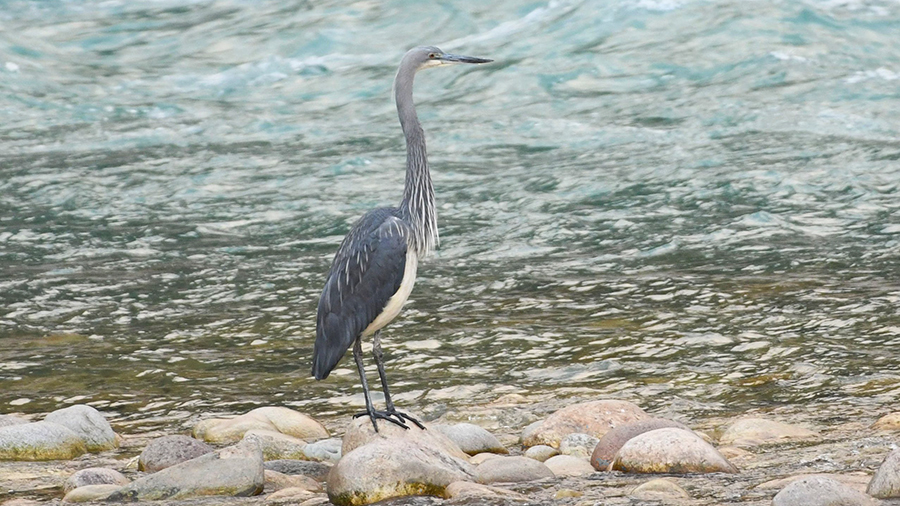 Bhutan’s conservation efforts see slight increase in the numbers of ...