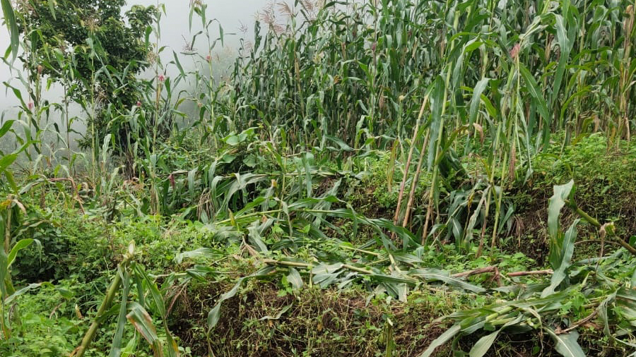 Bear damages maize fields in Samtse - BBSCL