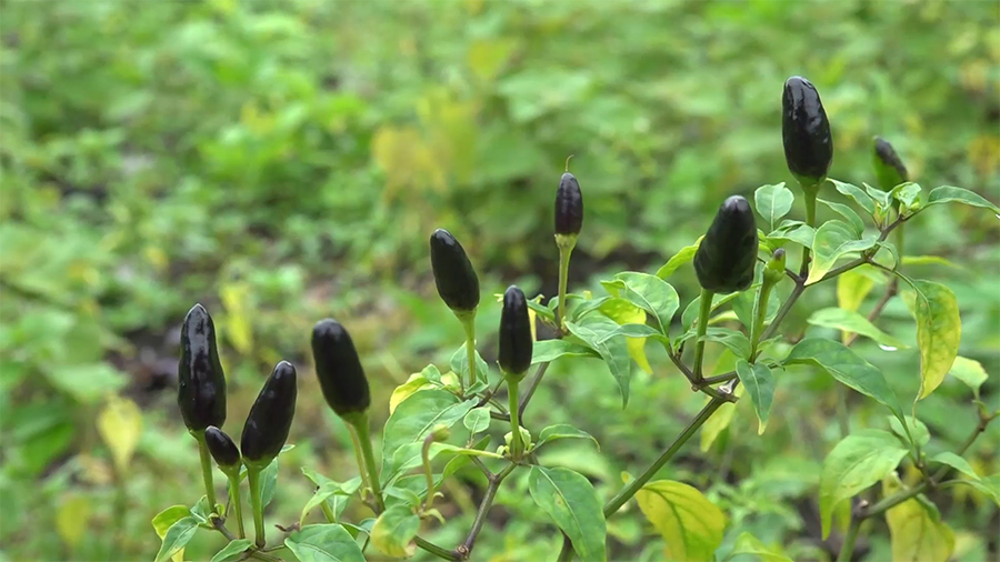 Samdrup Jongkhar’s Orongpa chilli sees decline in production - BBSCL