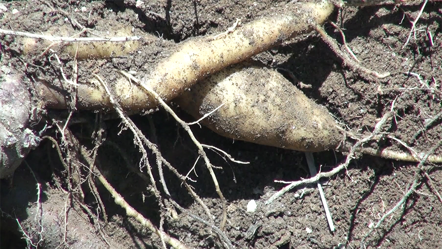 Ground Apple: No more a cash crop - BBSCL