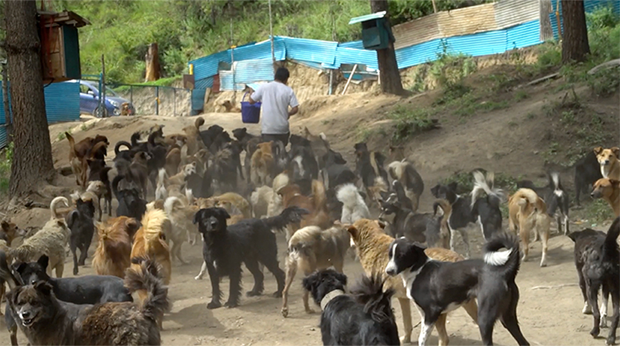 Nakulu Dog Shelter struggles amid financial challenges - BBSCL