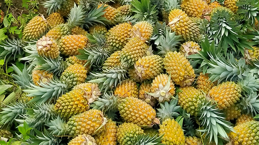 Kuri-Gongri Bridge collapse affects pineapple growers in Pema Gatshel - BBSCL