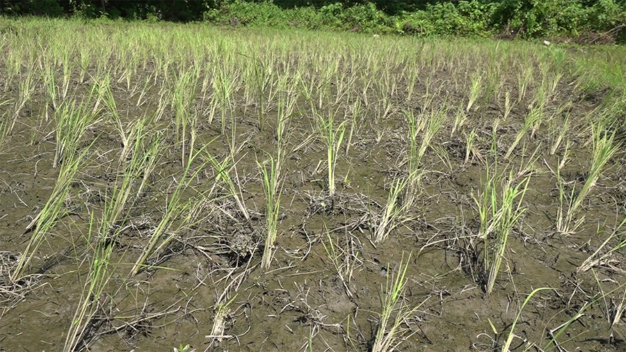 Rice blast outbreak and pest infestation in Khamaedthang village, SJ ...