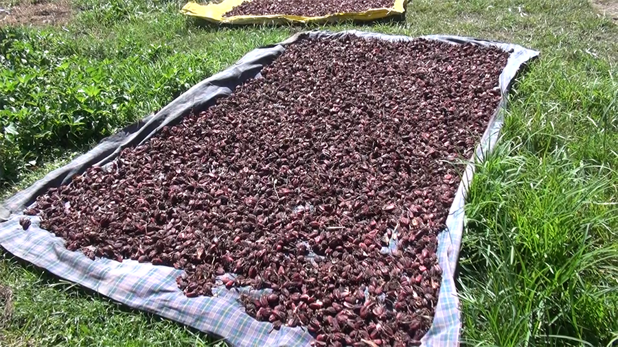 Rewarding year for cardamom farmers as both price and demand soar - BBSCL