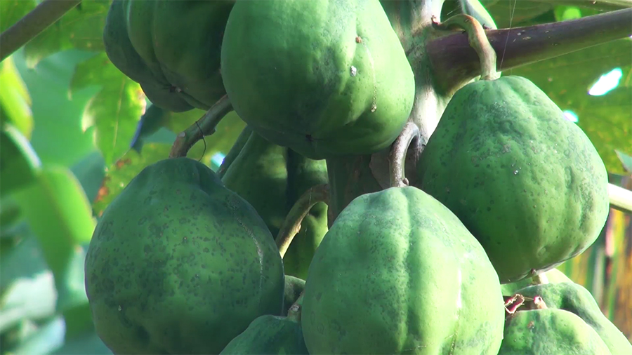 Sergithang gewog ventures into mass papaya cultivation- Tsirang - BBSCL