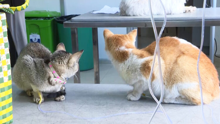 Owners urged to vaccinate cats as feline distemper cases rise in ...