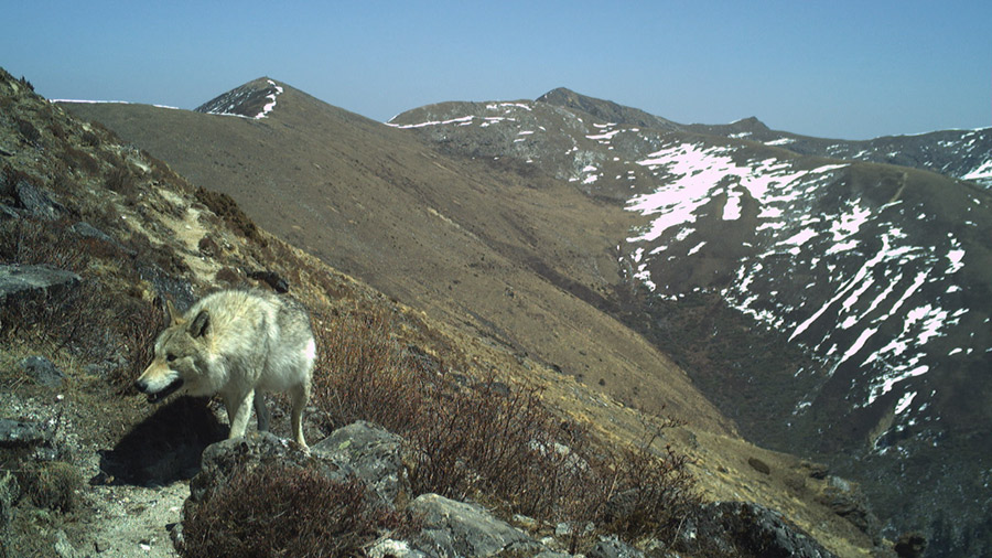 Study reveals presence of Himalayan wolves in country, need for ...