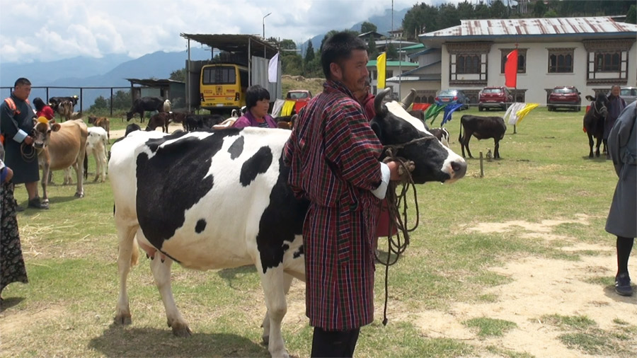 Gongthung village hosts hybrid cattle show, celebrates dairy success ...