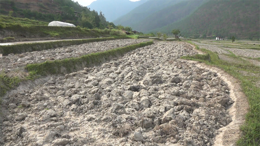 Guma farmers fear more paddy fields being left fallow - BBSCL