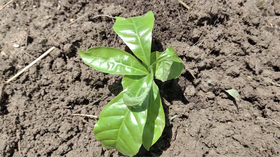 Mass coffee cultivation in Zhemgang - BBSCL