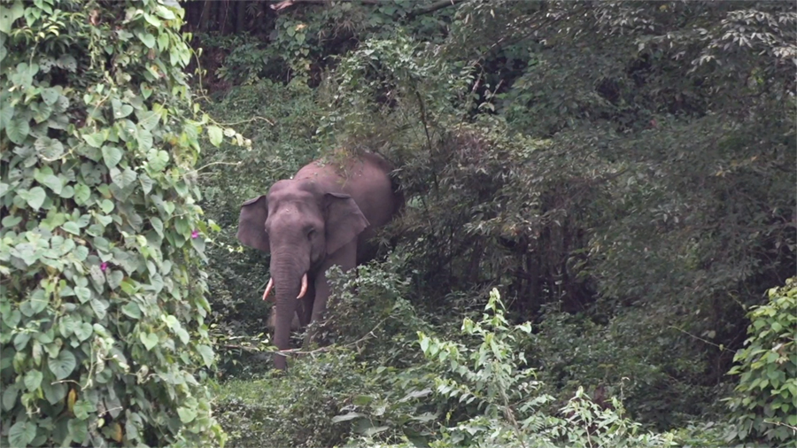 Rogue elephant "Gembo" continues to terrorise Samtse villages despite ...