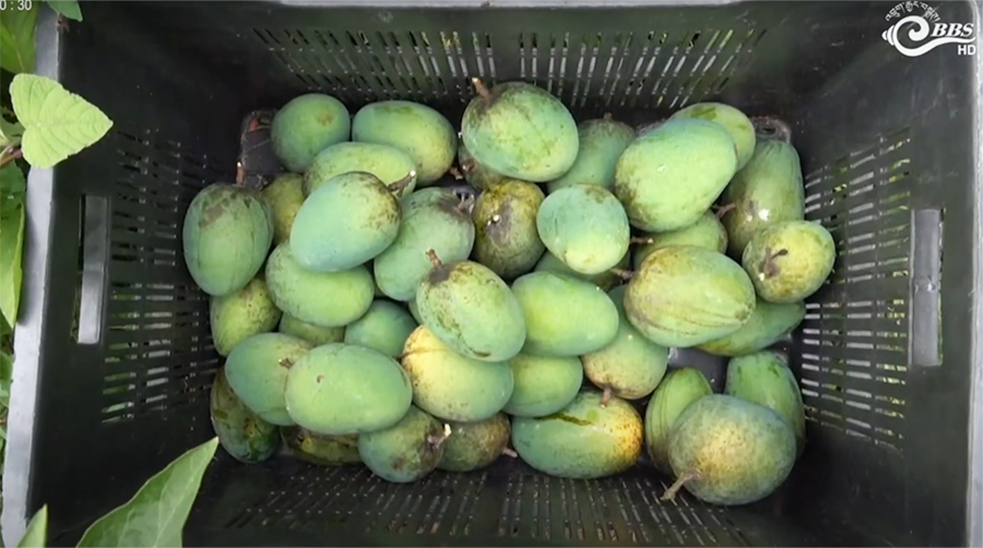 Farmer, 61, turns to mango farming for manageable and profitable ...